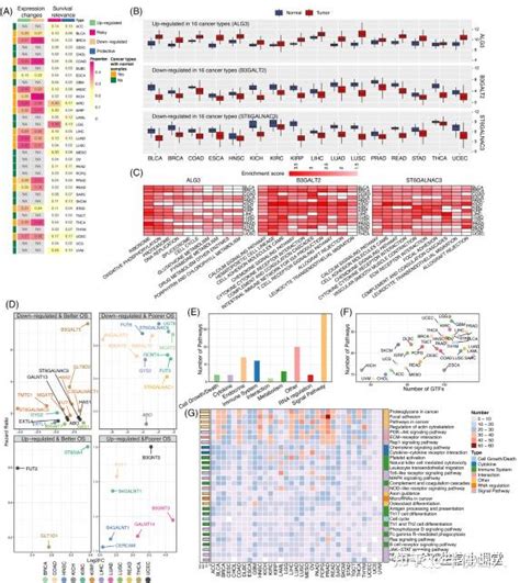最新8 基因集泛癌分析，泛癌 单细胞 实验，文章没理由发不了 知乎