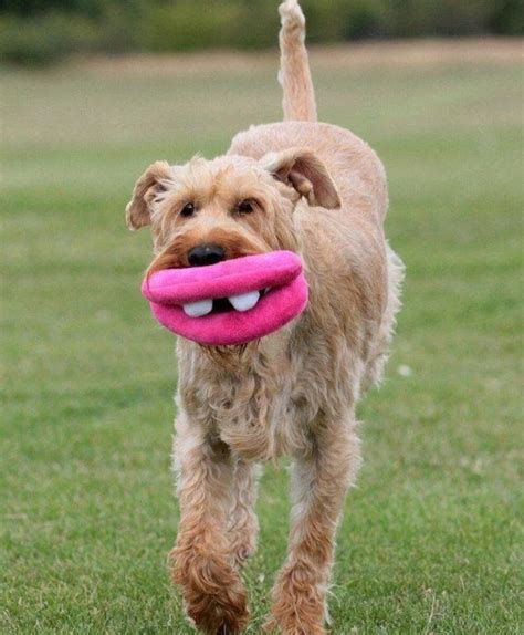 Самые смешные собак 72 фото картинки Sobakovodclub