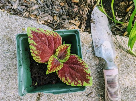 Propagating Coleus Step By Step Coleus Plant Propagation