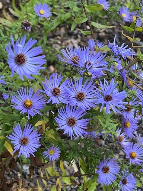 Fall Flowers Asters Are A Charming Alternative