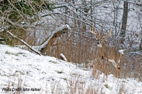 Hero Late Season John Hafner Update Bowhunters United Bowhunters United