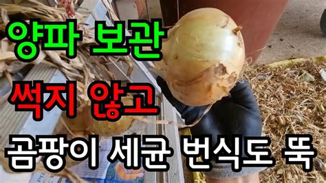 양파보관 이것을 사용하면 절대 썩지 않아요 양파 곰팡이 없이 뽀송하게 보관하세요 양파 수확시기 양파요리 양파효능 주말농장
