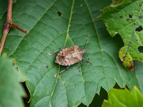 Stink Bug Vs Squash Bug A Garden Guide