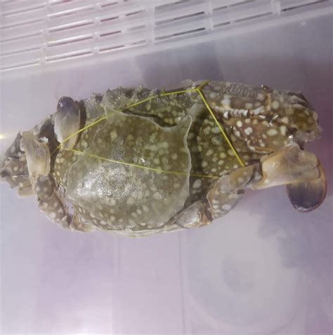 ဇွဲ ပင်လယ်စာ လက်လီ လက်ကား