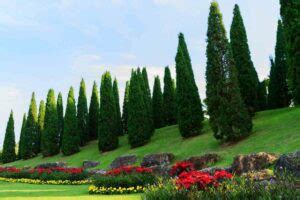 Fast Growing Sound Barrier Trees Noise Reducing Trees Gardenia Organic