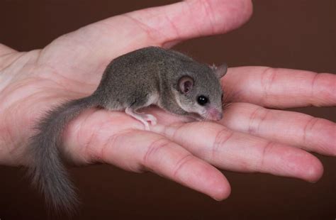 The African Pygmy Squirrel Critter Science