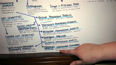 Plasma Membrane Concept Map Youtube