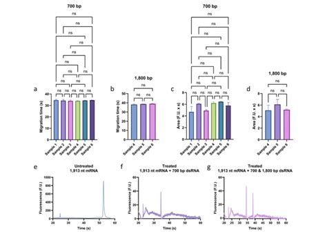 Double Stranded Rna Dsrna The Byproduct Of Ivt