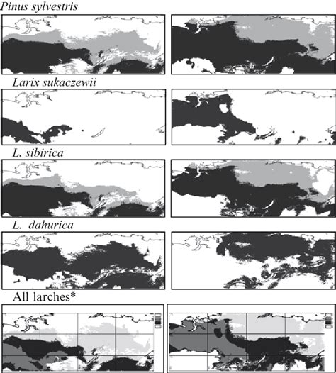 2 Potential Distributions Of P Sylvestris And Larix Spp Modeled For Download Scientific