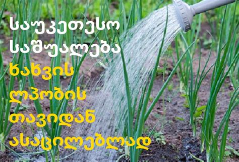 რა უნდა გავაკეთოთ იმისთვის რომ ხახვი არ დალპეს