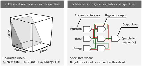 The Genotype To Phenotype Mapping Two Different Implementations Of The