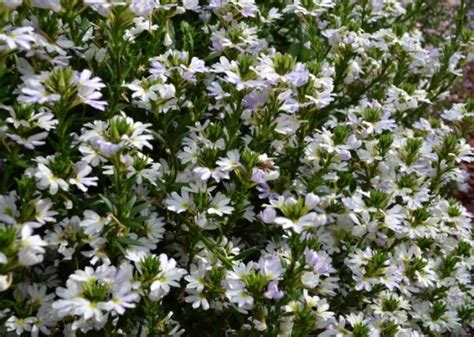 Scaevola Fairy White Plants For Spaces