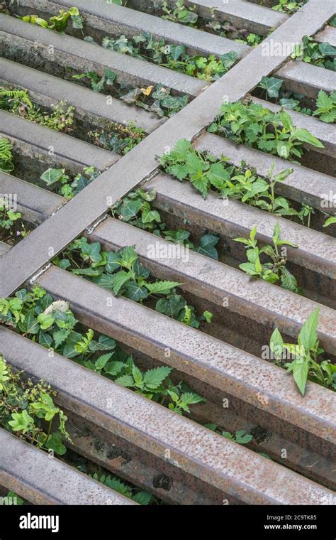 Rusty Rural Cattle Grid With Common Weeds And Nettles Growing Through The