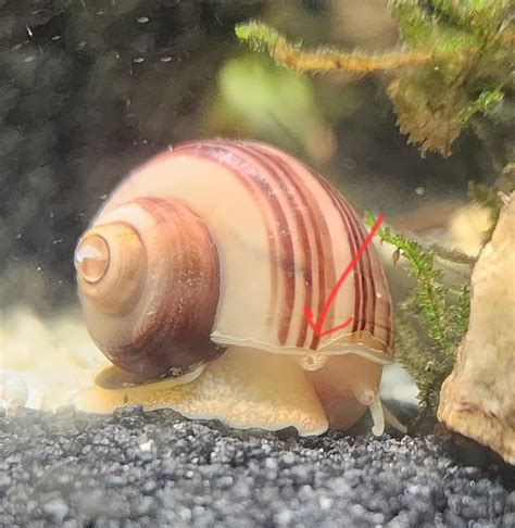 Mystery Snail Sex R Aquariums
