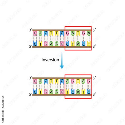 Vetor De Inversion Mutation Section Of Dna Genomics Breaks Away From A Chromosome And Then