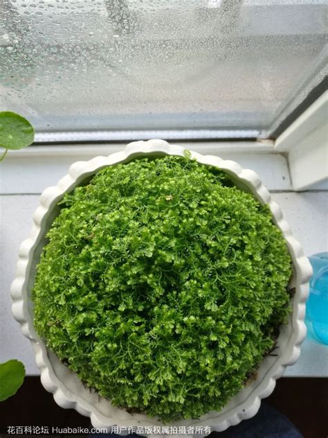 黄金万年草图片大全 花百科图库