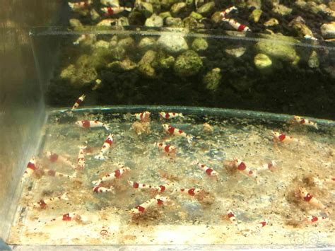 出售出售红白纯血丸禁禁止级别3元白躯级别6元 泡泡水族