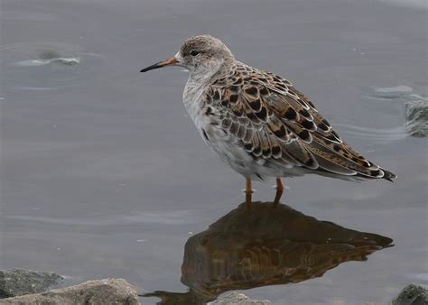 A Not So Ruff Count Wwt Slimbridge