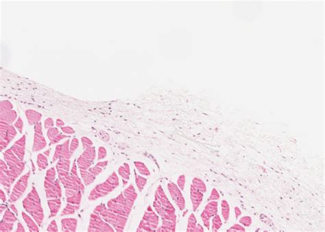 Bio Week C Flashcards Quizlet