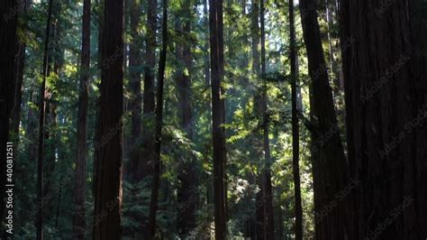 Sunlight Enters The Darkness Of A Forest Of Redwood Trees Sequoia Sempervirens In Northern