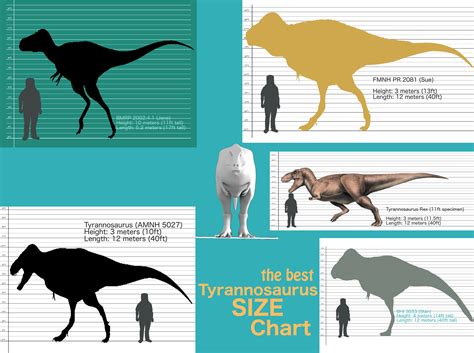 The T Rex Specimen Chart By Asuma17 On Deviantart