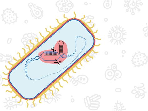 Creating Knock Out And Knock In Using Crispr Cas9 Course