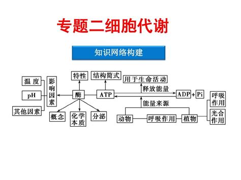 专题二第一讲酶与atpword文档在线阅读与下载无忧文档