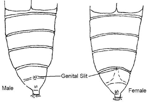 Fic 3 Diagram Of Pupal Sex Differences In Hyphantria