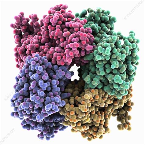 Phosphofructokinase Molecular Model Stock Image C0623244