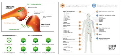 Understanding The Endocannabinoid System Our Life Cbd