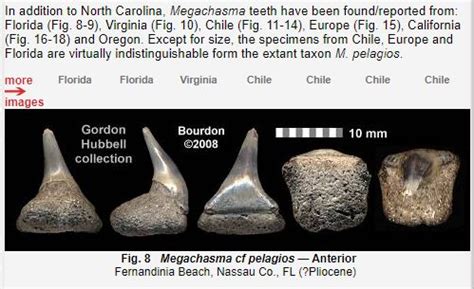 Fossil Whale Shark Tooth Fossil Id The Fossil Forum