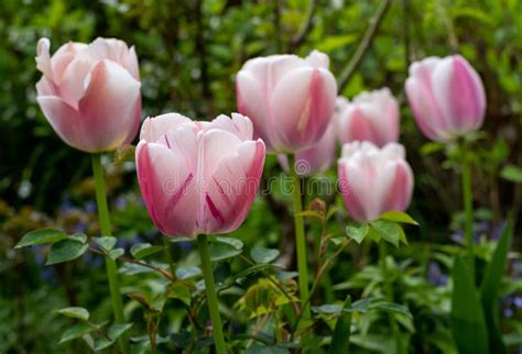 Pink Tulips Amidst Other Spring Flowers In The Flower Beds At Eastcote House Gardens Historic