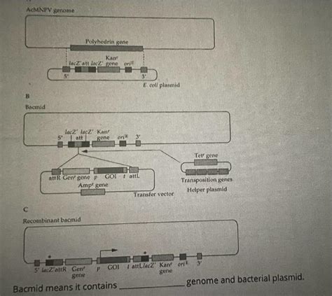 Solved Bacmid Means It Contains Plasmid Will Be Added To