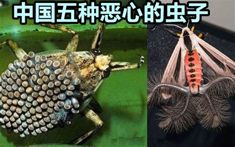 最恶心的虫子图片 恐怖恶心的图片 伤感说说吧