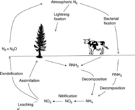 Nitrogen Cycle In Nature Explain The Given Diagram Of Nitrogen Cycle