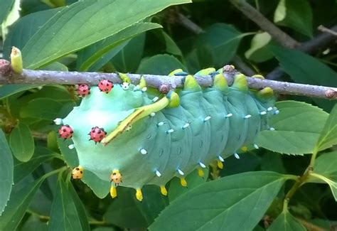 Cecropia Moth Caterpillar Poisonous Essential Facts Revealed Whats