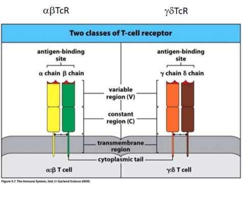 Lecture Development Of The T Cell Repertoire Flashcards Quizlet