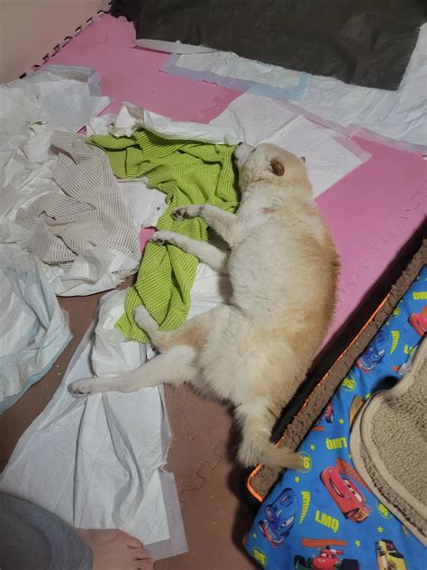 前回の鮭、トッピングにしたら食べてくれました★ 1枚目、行き倒れでいるようですがごはんまち、この体制のときは数分前まで爆鳴き！ 2枚目