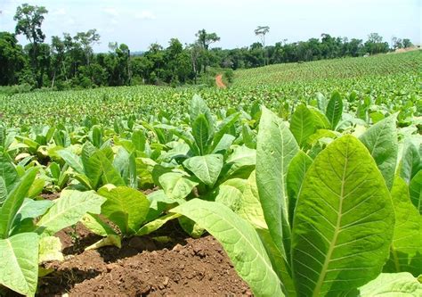 Tabaco Un Regalo De La Naturaleza Excelencias Gourmet