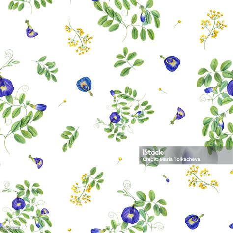 파란색과 노란색 꽃이 있는 완벽 한 패턴입니다 태국 푸른 꽃입니다 나비 완두콩 꽃 열대 식물 Ipomoea Clitoria Ternatea Bluebellvine 흰색에