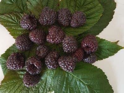 Malina Czarna Heban Black Polka W Doniczce