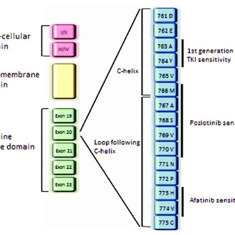 Location Of Egfr Exon 20 Insertion Mutations And Sensitivity To Tkis Download Scientific