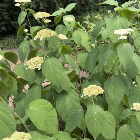 Hydrangea Arborescens Wild Hydrangea Garden Center Marketing