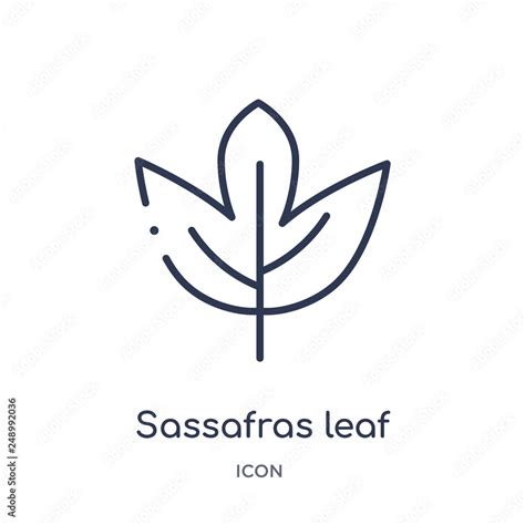 Sassafras Leaf Icon From Nature Outline Collection Thin Line Sassafras Leaf Icon Isolated On
