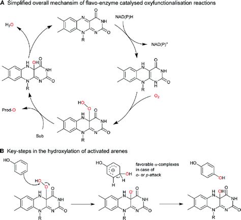 Scheme 17 Aromatic Hydroxylation Of Activated Arenes Eg Phenols By