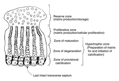 Growth Plate Anatomy Structure And Blood Supply Of Growth Plate