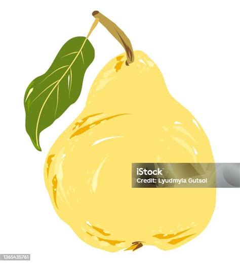 나뭇가지에 녹색 잎이 있는 노란 배 큰 스트로크로 그리기 오일 페인트 구아슈의 효과 로고 디자인 템플릿 태그 아이콘 잘 익은 배 과일 벡터 일러스트레이션 흰색으로 격리된