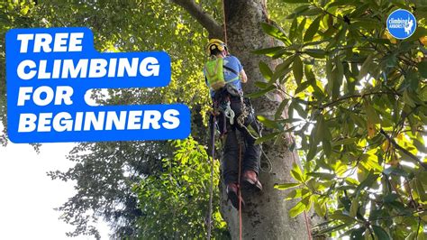 Tree Climbing Techniques How Tree Climbing Works Mapquest Travel
