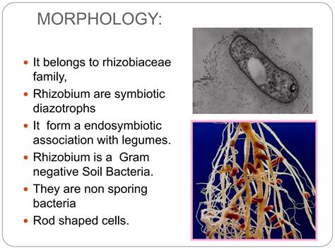 Rhizobium Ppt Pptx