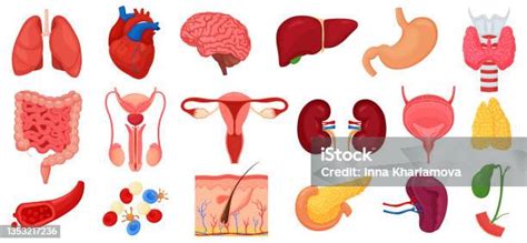 폐 신장 위 내장 뇌 심장 비장 및 간 피부 동맥 혈액 등 벡터 플랫 일러스트로 설정 된 현실적인 인간의 내부 장기 아이콘 내부 기관에 대한 스톡 벡터 아트 및 기타 이미지
